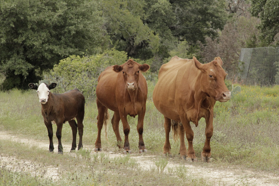 The Journey Continues....