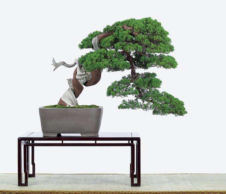 Kintall: TAIWAN BONSAI JUNIPERUS