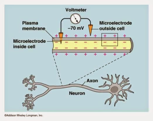 EXAMS AND ME : Resting Membrane Potential