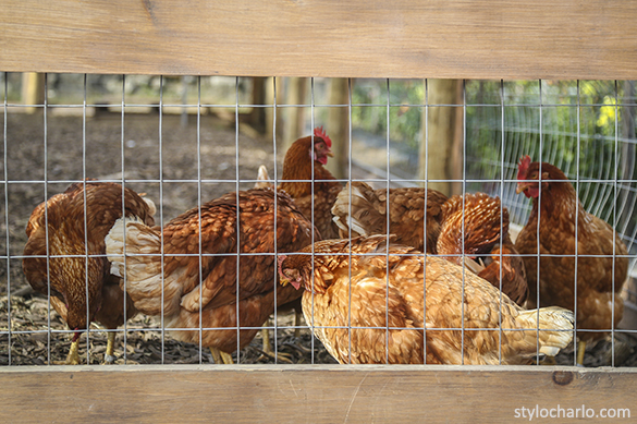 Travel Post: The Maine Half-Marathon Adventure