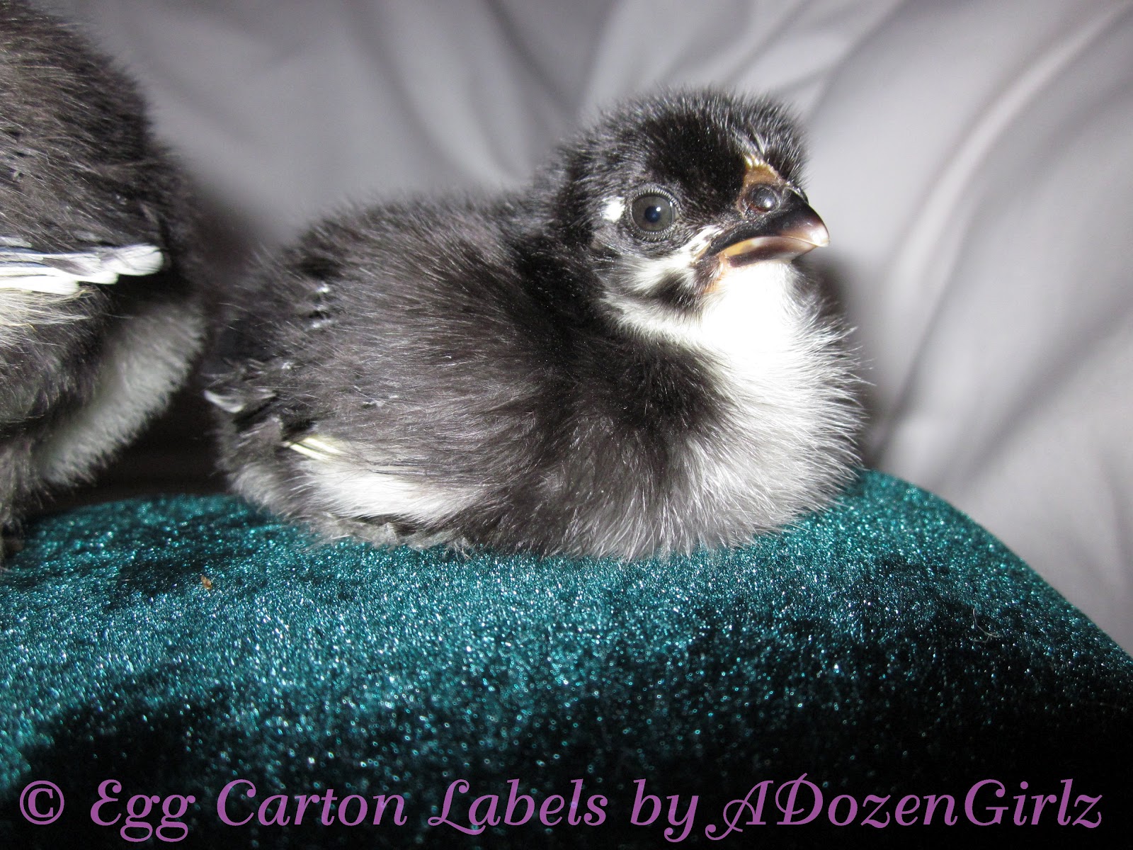 Self Reliant Network: Baby Chick Basics. What you need to know to get ...