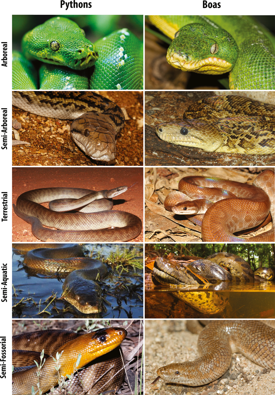 Species New to Science: [Herpetology • 2016] Parallel Selective ...