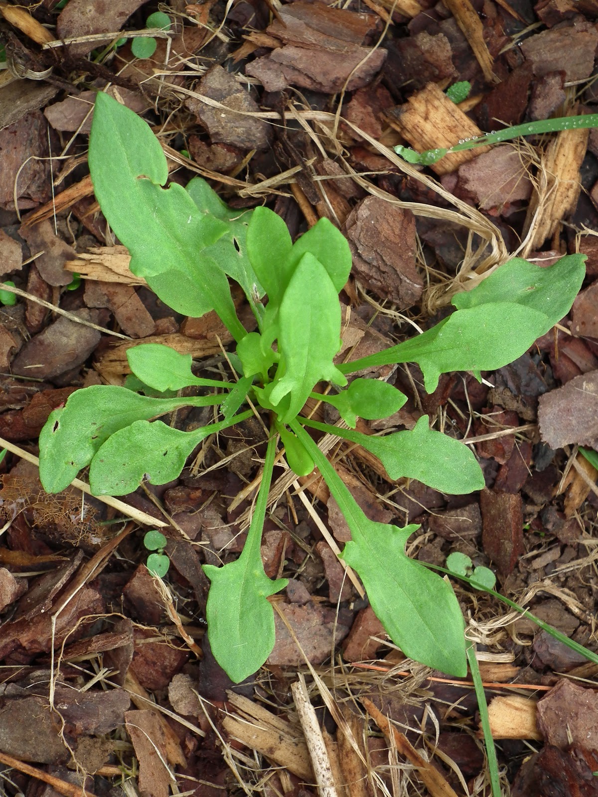 Welcome to my Garden: WEEDS AND OTHER GARDEN PESTS