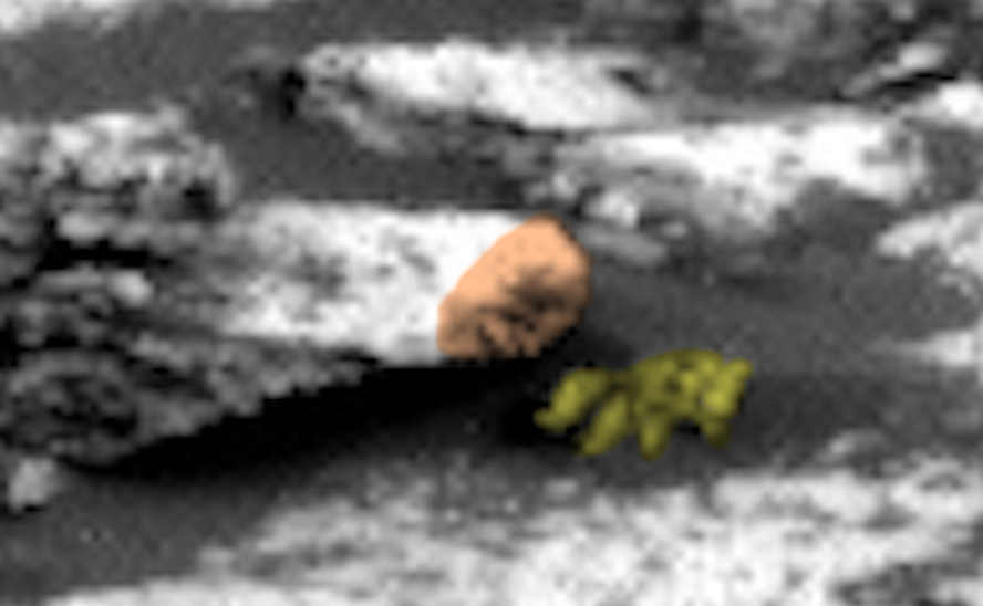 UFO SIGHTINGS DAILY: Fossilised Crab Found On Mars Near Fallen Statue ...