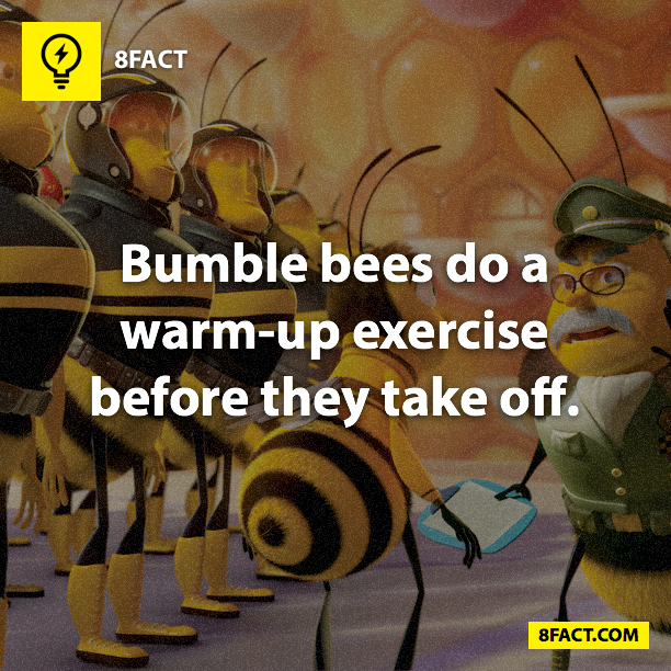 Bumble bees do a warm-up exercise before they take off ~ 8FACT