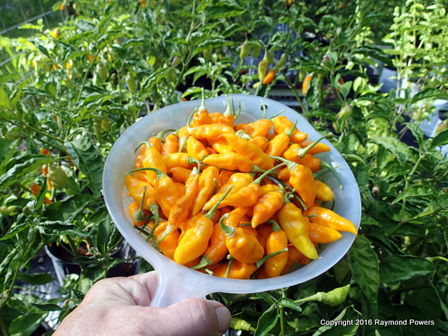 PURE FLORIDA: NEW !!! DATIL PEPPER SEEDS FOR YOUR 2018 GARDEN!. CLICK HERE!