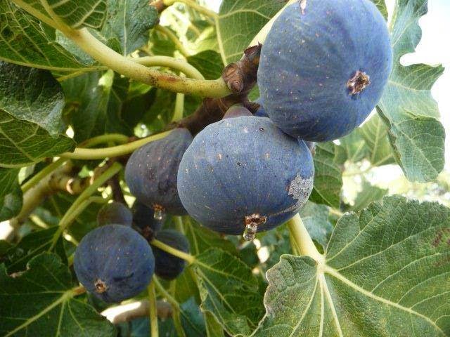 Figs Photo Collection Around the World: Figo Preto - Black Madeira