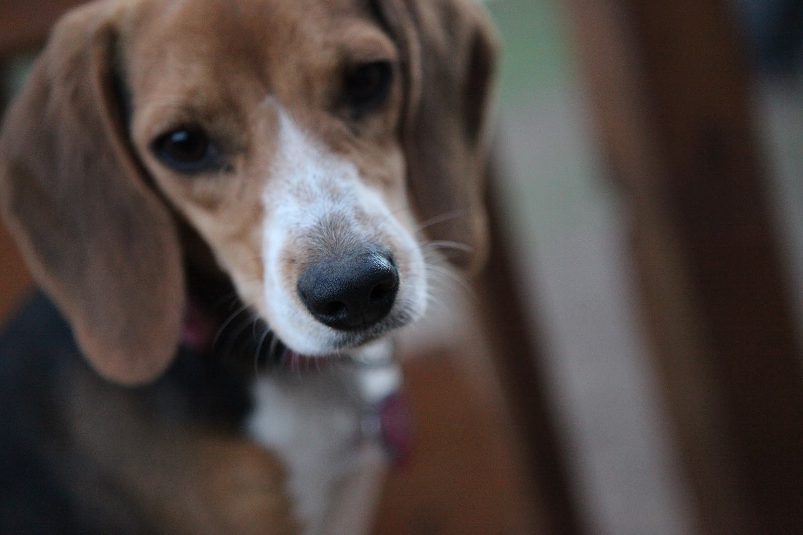 Two Fancy Beagles