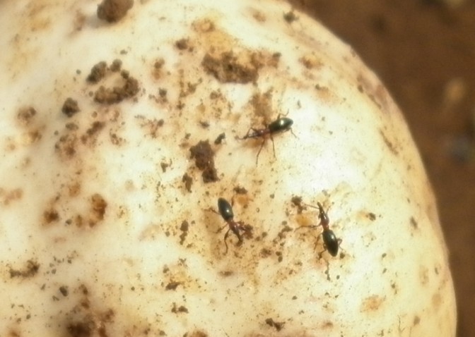 Agriculture: June 2013