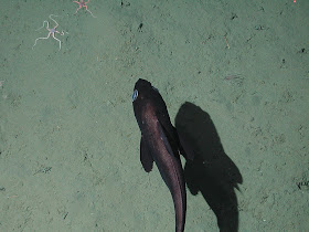 Real Monstrosities: Grenadier