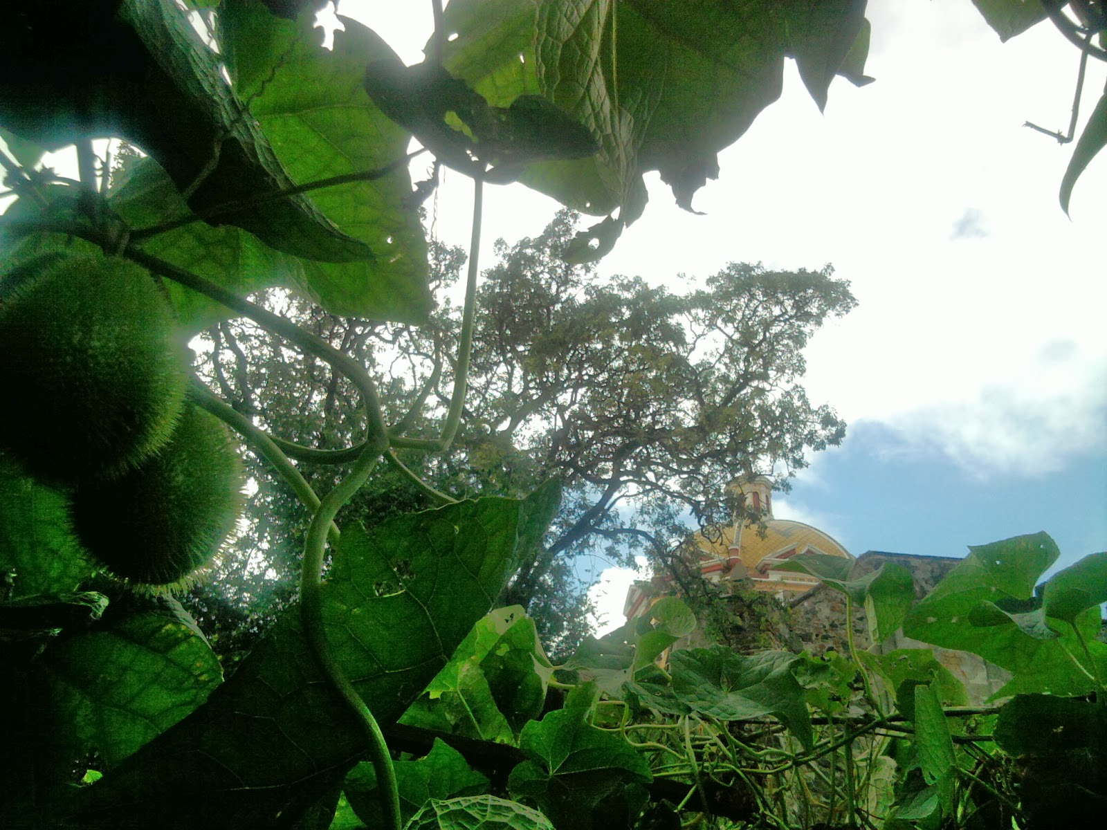 Santiago Mixquitla, Historia Leyenda y Tradición: El Chayote o Chayotli ...