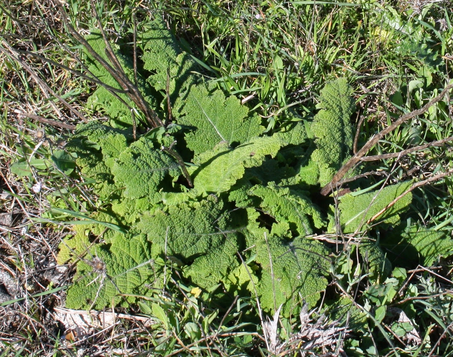 Flora da Serra da Arrábida: Salva-do-sul (Salvia sclareoides)