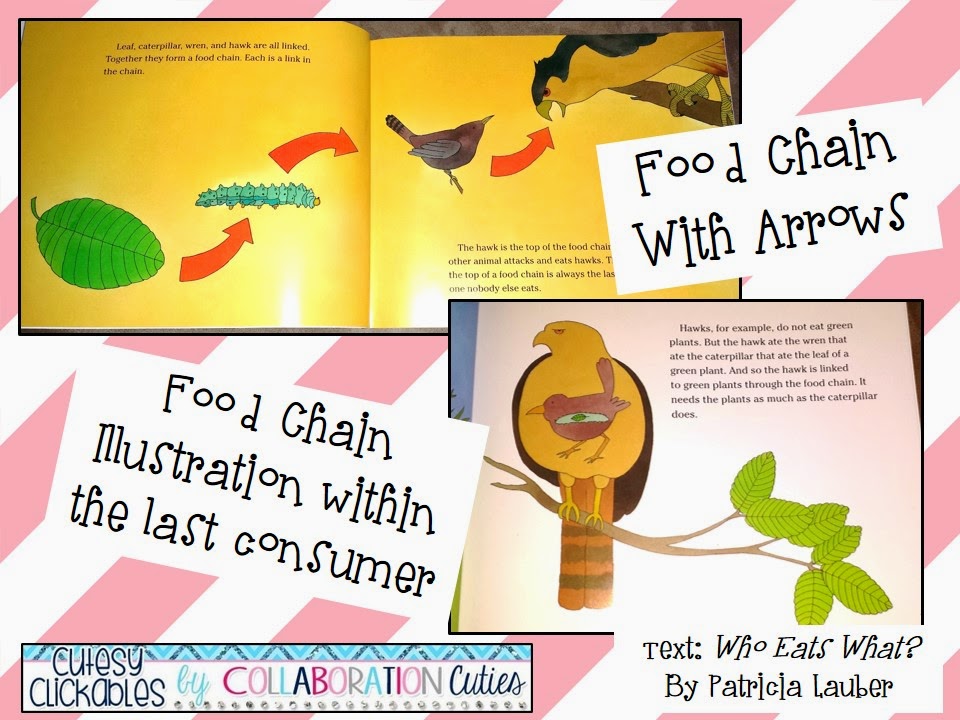Collaboration Cuties: Food Chains and Food Webs - Who Eats What? A ...
