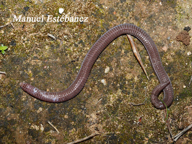 Miradas Cantábricas: Culebrilla ciega del Suroeste Ibérico (Blanus mariae)
