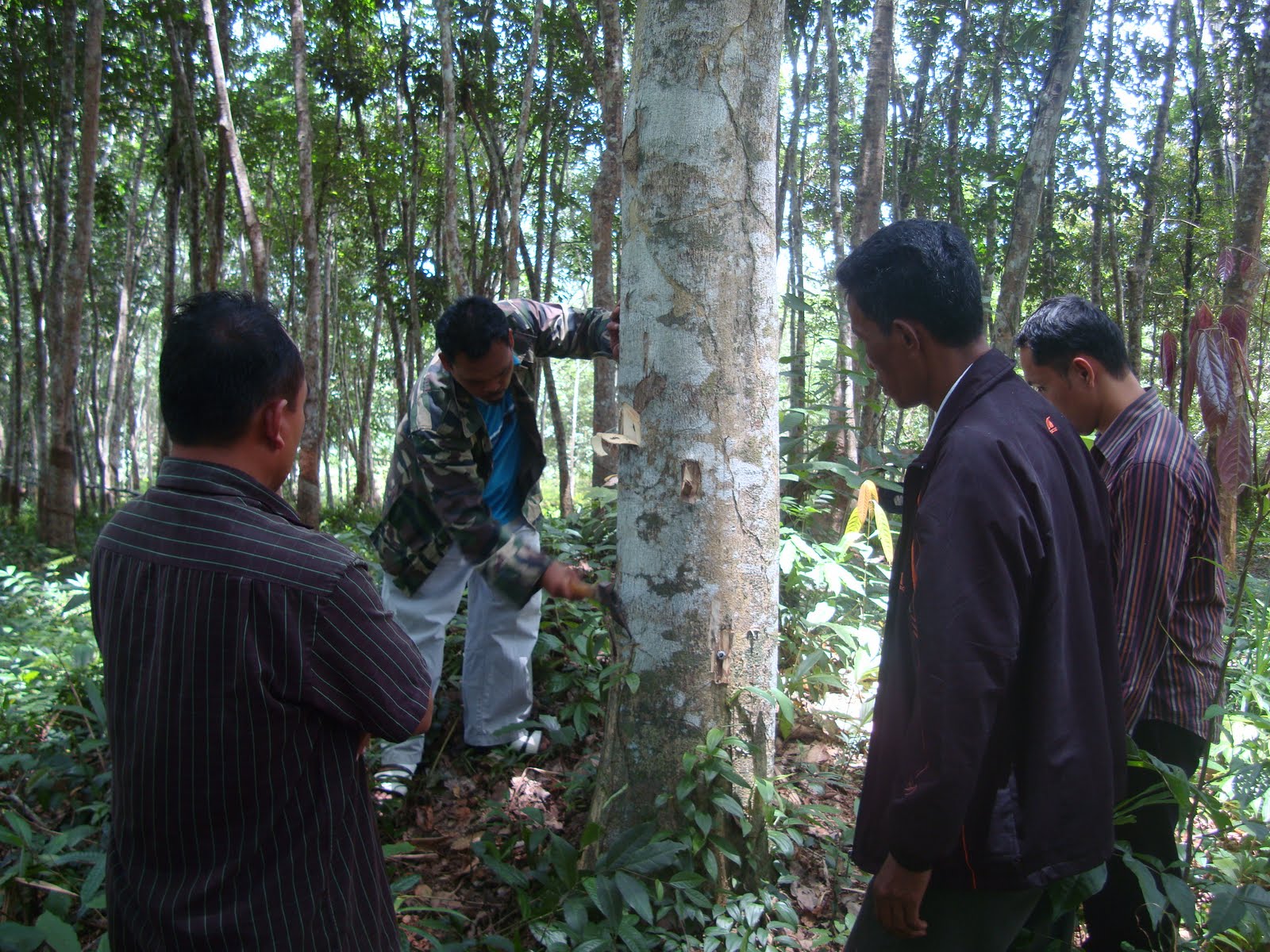 AGARWOOD FOR YOU: investigation on the inoculated agarwood trees