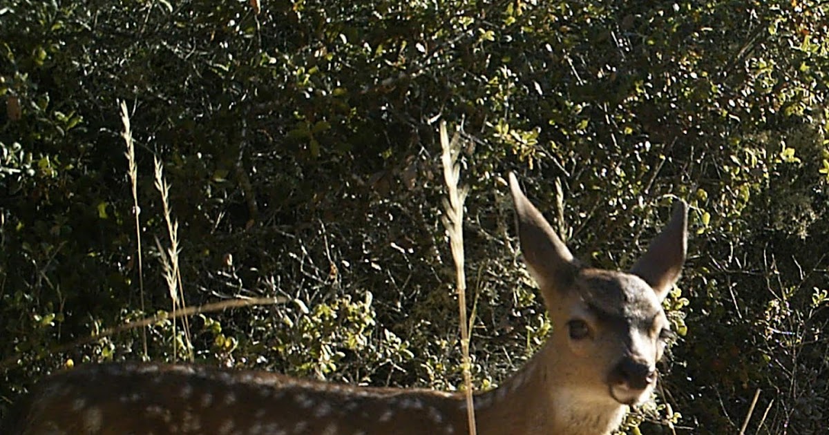 Pepperwood Field Notes: Learning More About Our Wild Neighbors