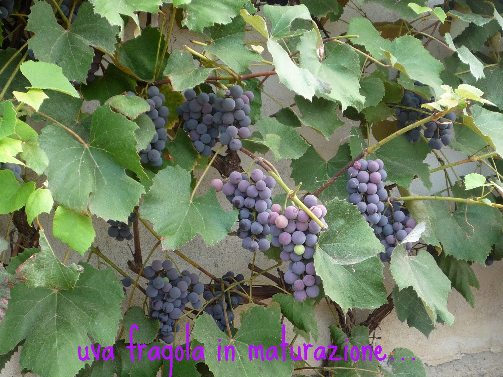 Sagra dell'Uva Fragola su onorato nardacci