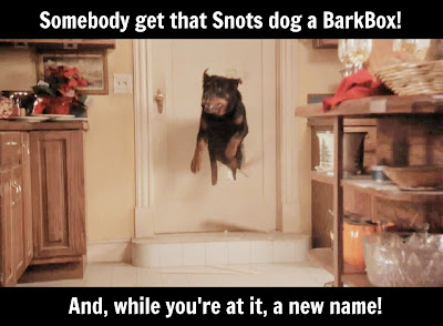 The Chronicles of Cardigan: Why You Should Give #BarkBoxGifts - a ...