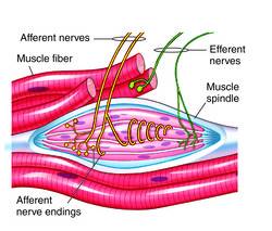 Fisioterapia - Denise Pripas: Alongar ou aquecer?