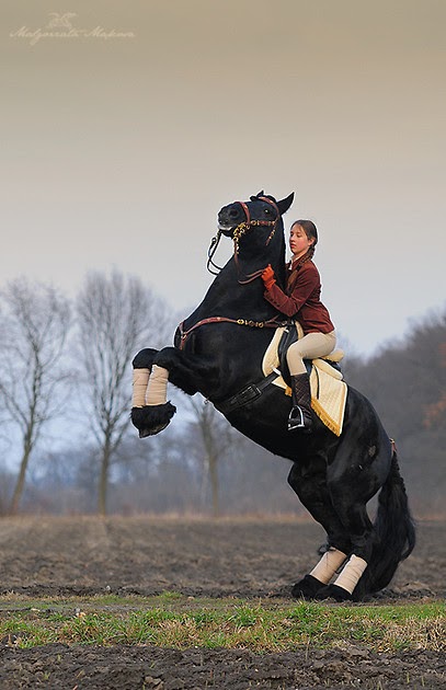 Wszystko o koniach: Dębowanie + strzelanie baranków = problem