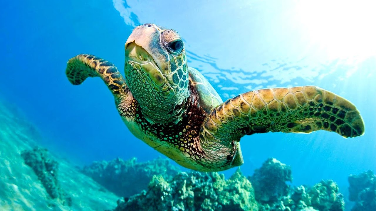Endangered Green Sea Turtle - Danger Choices