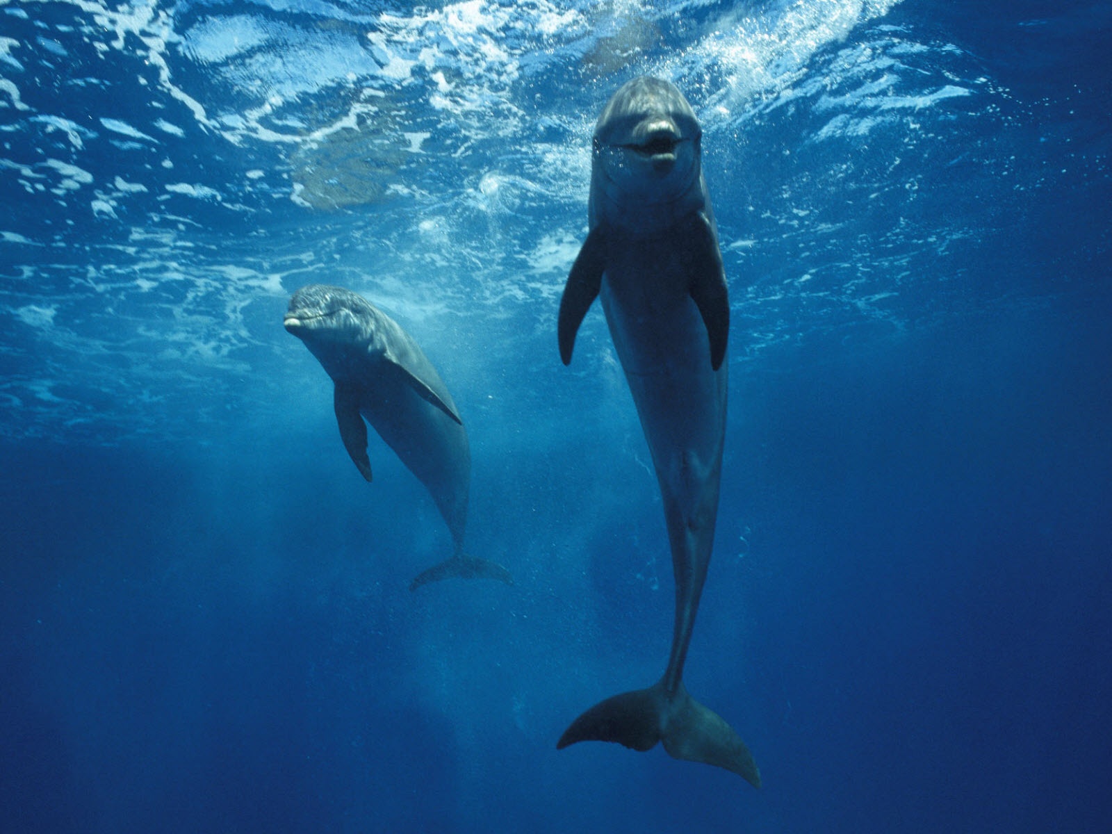 Beautiful Dolphins in the World