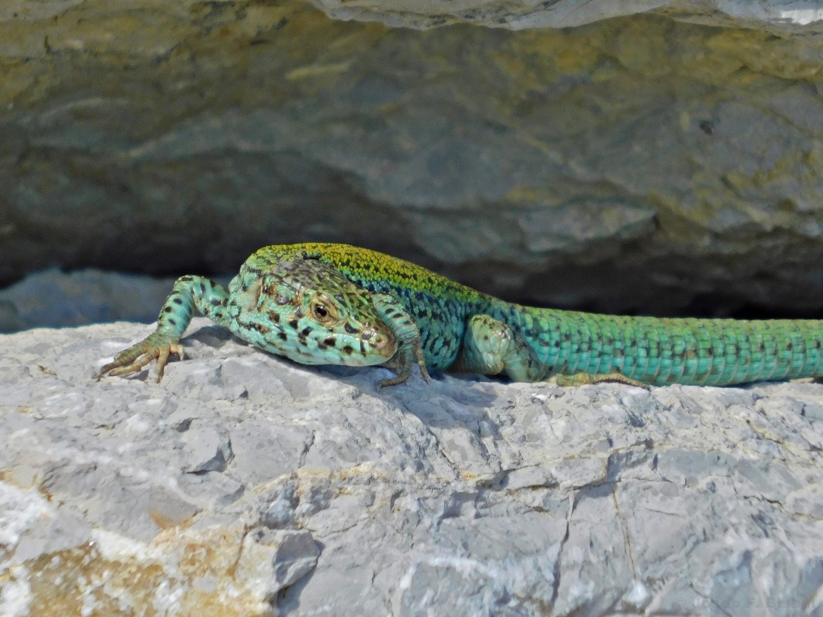 (Paleo-)Herpetología: Podarcis pityusensis - Lagartija de las Pitiusas