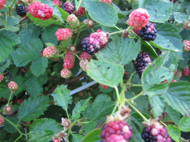 Team Rubus: White Drupelets in caneberries 2015