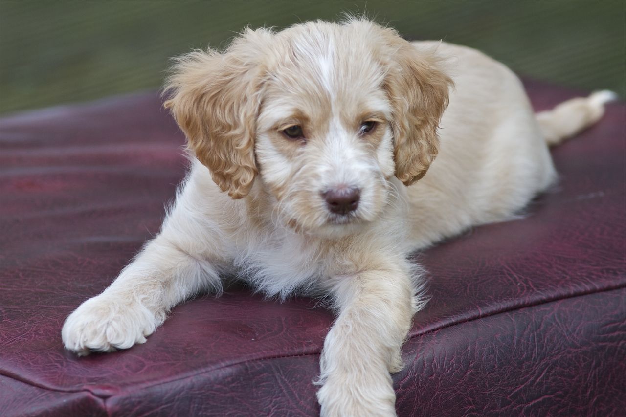 Jukee Doodles : Puppy Gallery