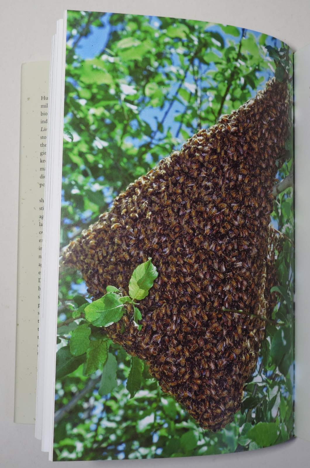 Book Review - The Lives of Bees, The Untold Story of the Honey Bee in ...