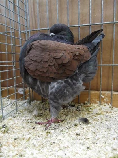Fancy Pigeon Breeds: Modena Pigeons