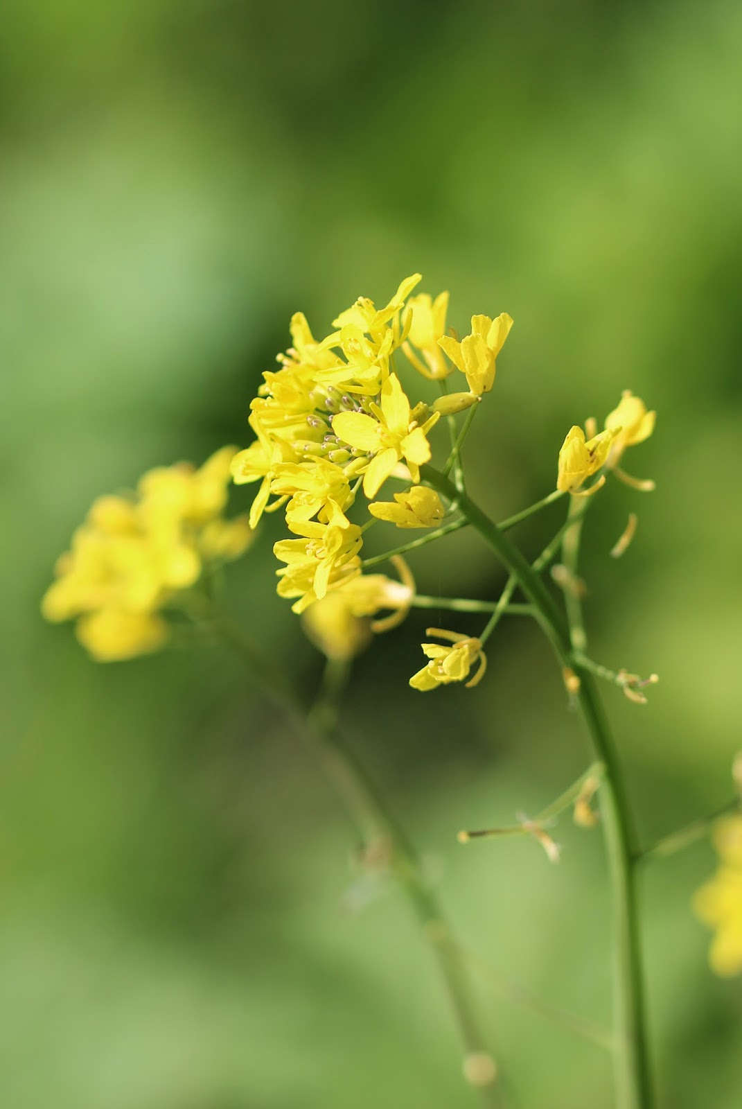 Brassica rapa | Wild flowers of Europe by Anita Beijer