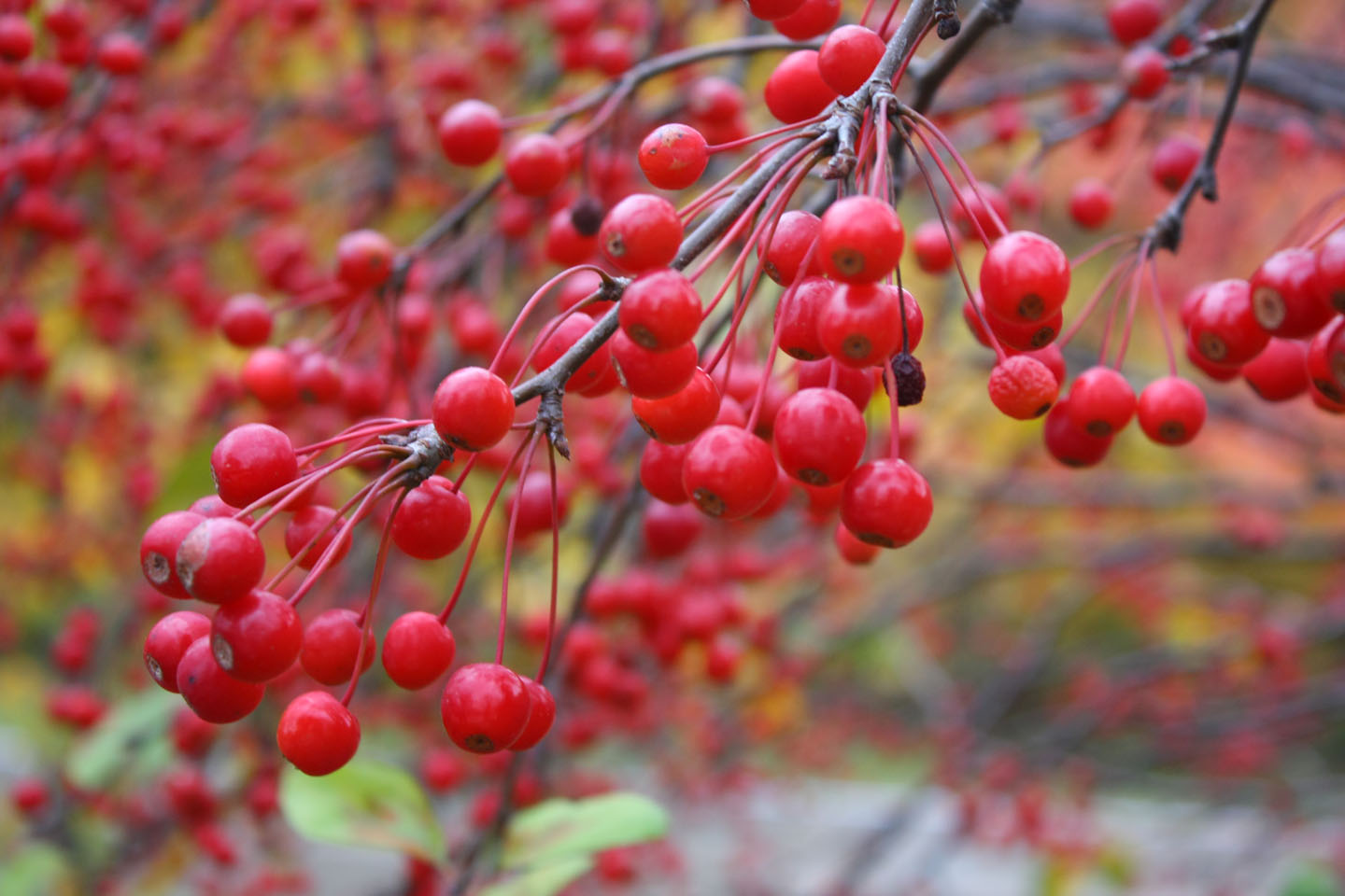 66 Square Feet (Plus): Highbridge Park