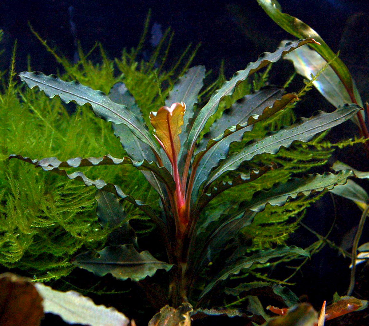 Bucephalandra: Bucephalandra sp. Green Velvet Leaf -2, Daerah Sanggau