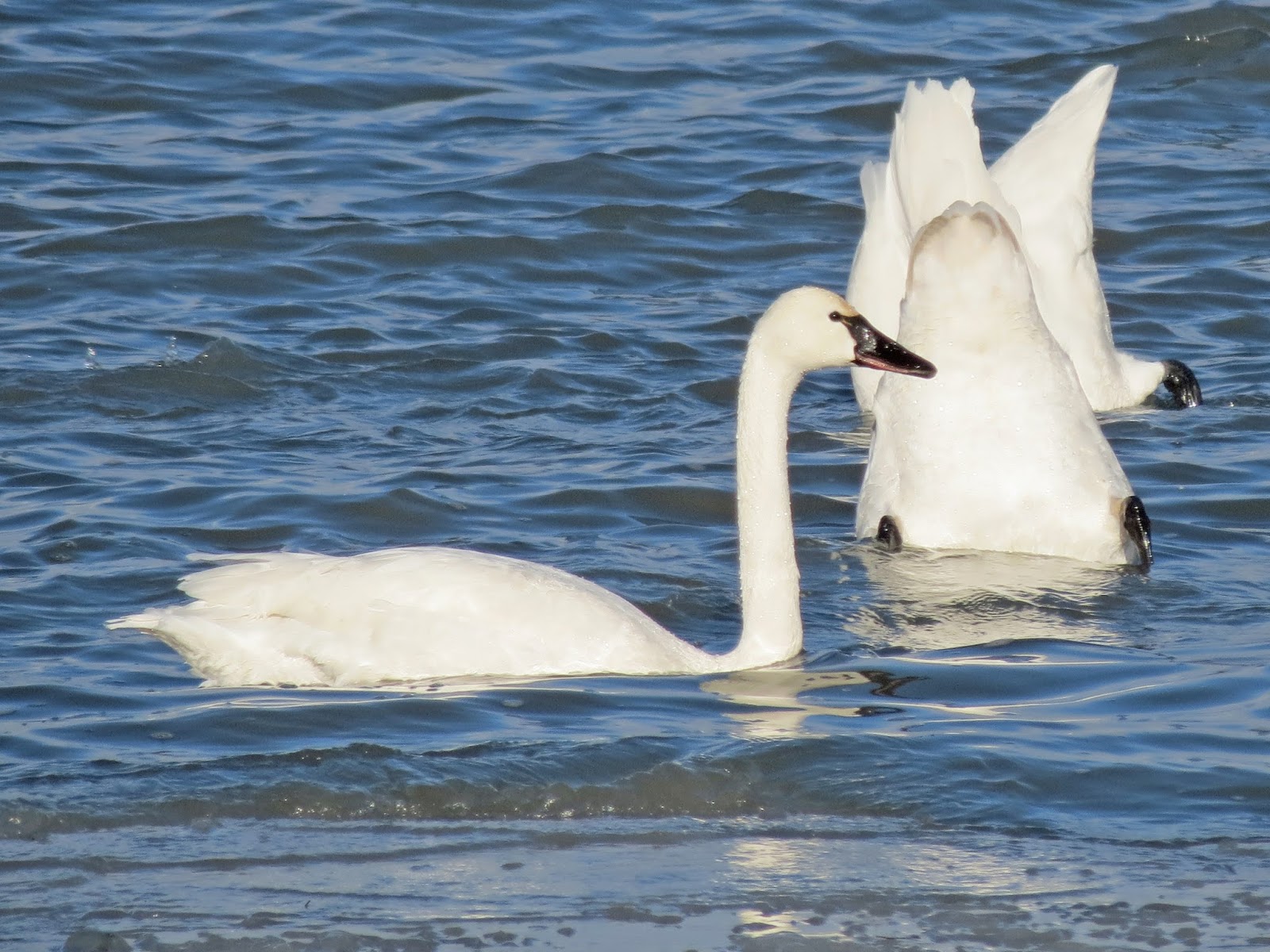 Confessions of a Global Birder