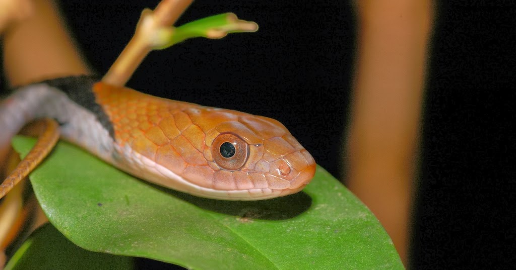 Ular Asli Indonesia: Ular Picung Leher Biru (Macropisthodon rhodomelas)