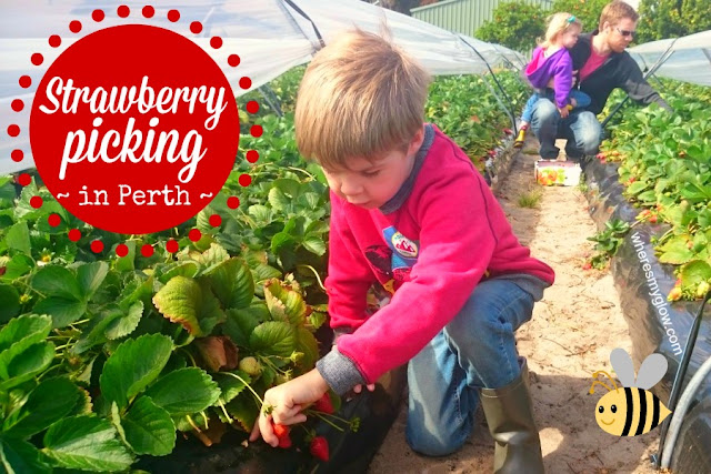 Where's My Glow? : Strawberry Fields Forever