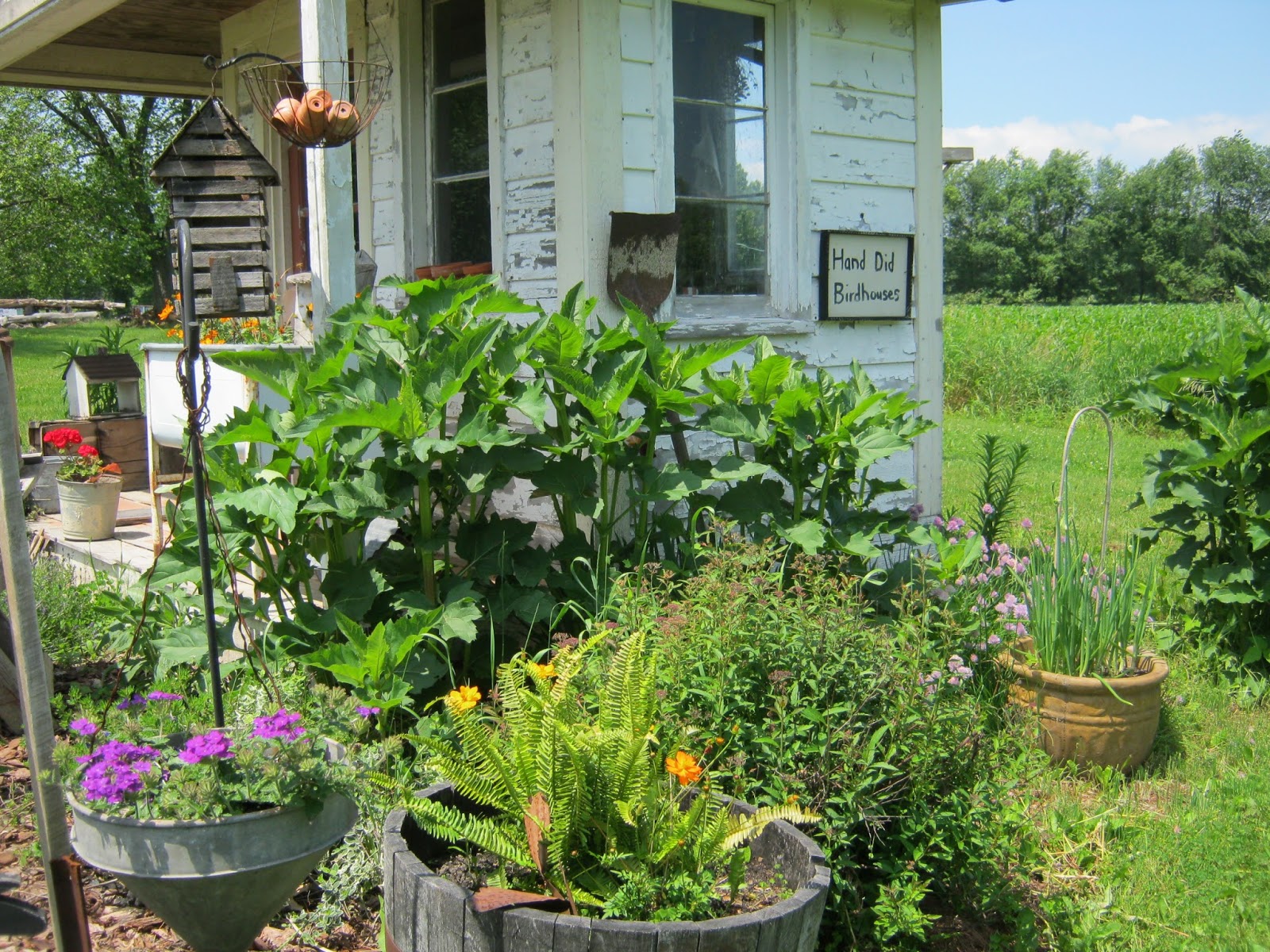 Primitive Passion Decorating: Around our yard today :0)