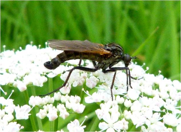 Insects of Scotland: Dance/Dagger Flies