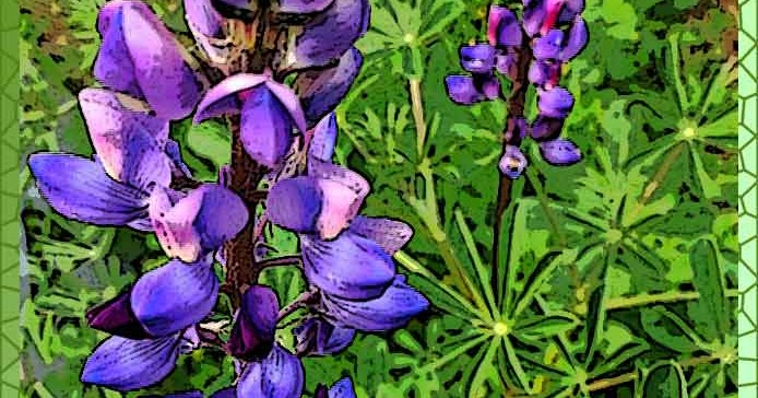 Postcard From California: Wildflowers: Lupines at Stanford University