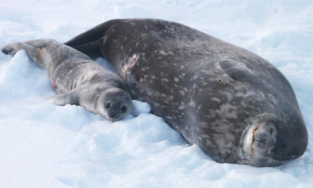 Ringed Seal | The Life of Animals