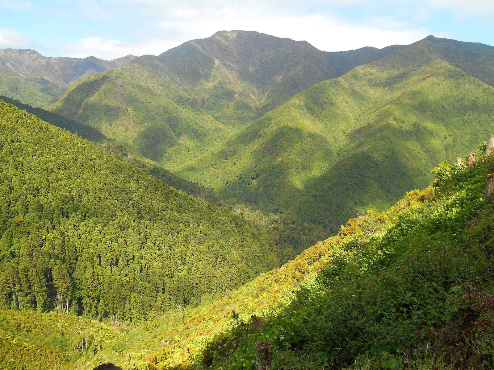 Non-Stop Birding: Azores Natural History Trip 2015, Days five and six ...