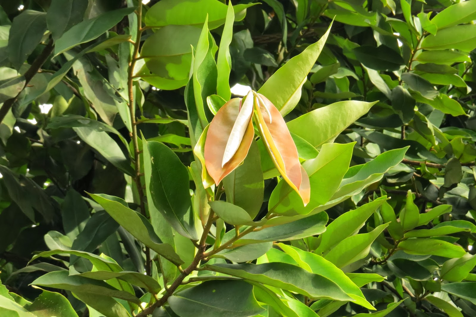 Photography with Dr. Ernie.: Kamagong (Diospyros blancoi) tree with ...