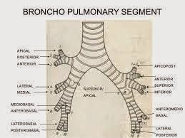 Desi Purnama S: SISTEM RESPIRASI