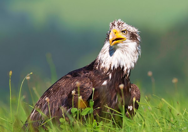 Eagles: Amazing eagle pictures