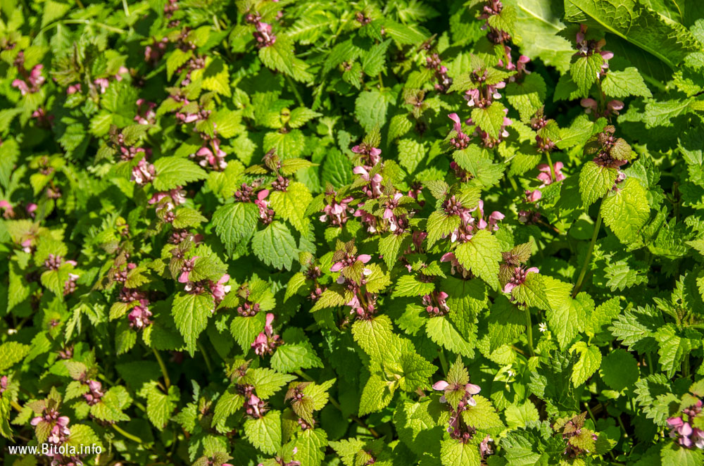 Lavci village near Bitola, Republic of Macedonia - Photo Gallery ...