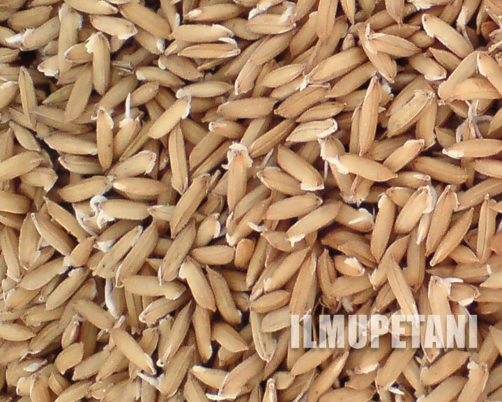 CARA MENEBAR BENIH PADI ~ ILMU PETANI