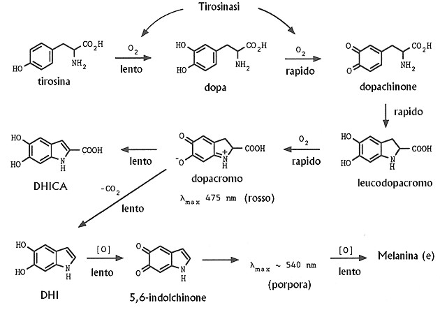Catrame Scuro - Dark Tan: Step14. Il colore nella chimica