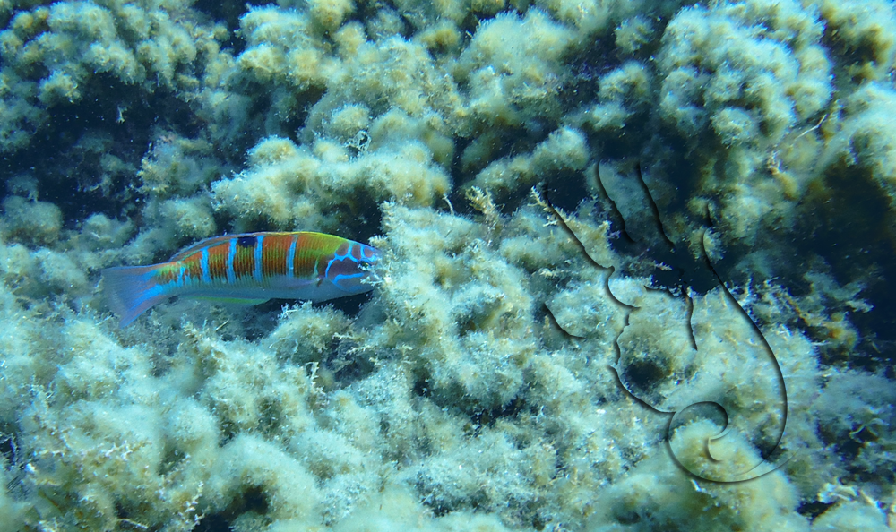 entra y mira: julio 2011