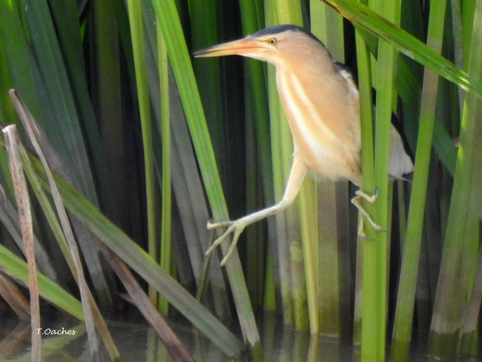 PASARI DIN ROMANIA: STARC PITIC, Ixobrychus minutus